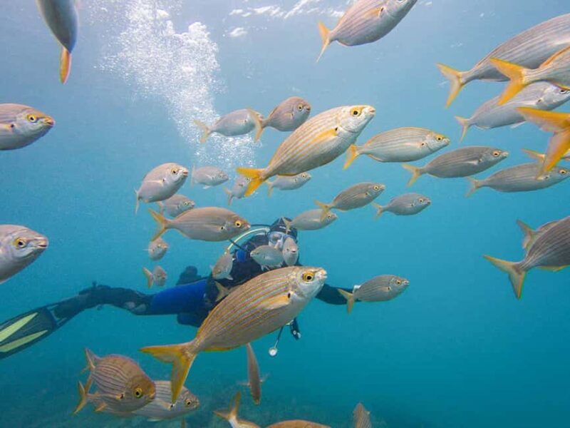 Tenerife: Beginner Scuba Dive Experience - The Experience from the Reviewers’ Perspective