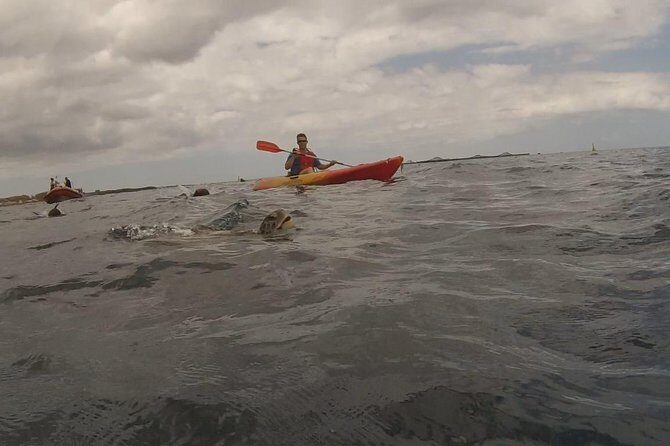 Tenerife by Kayak Adventure in small group - The Itinerary in Detail