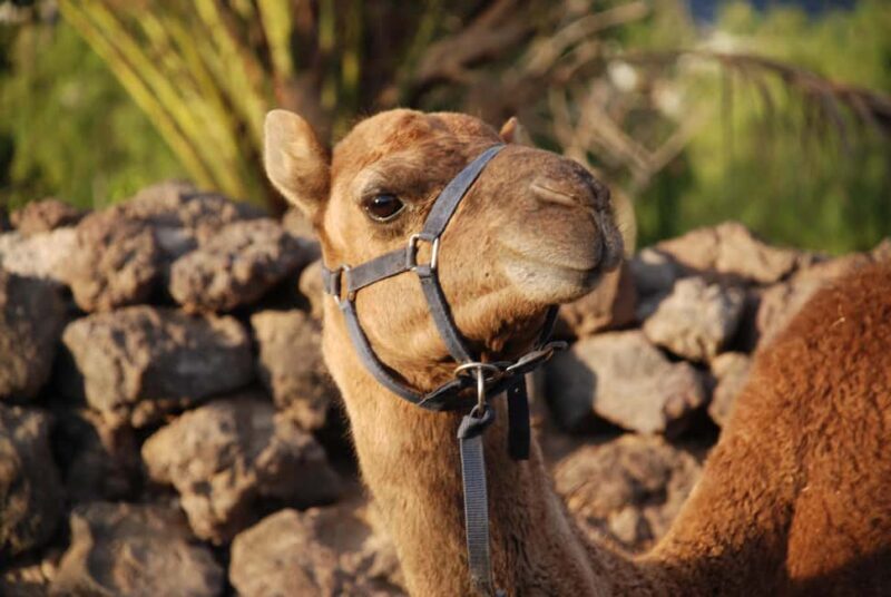 Tenerife: Camel Experience - The Experience: What to Expect