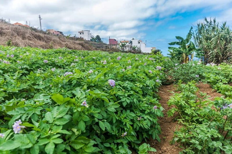 Tenerife: Canary History and Color Potatoes - Key Points