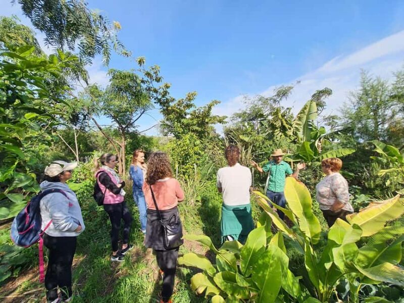Tenerife: Discover the only vanilla cultivation in Canaries - Discovering Tenerife’s Vanilla Farm: A Close-Up Look