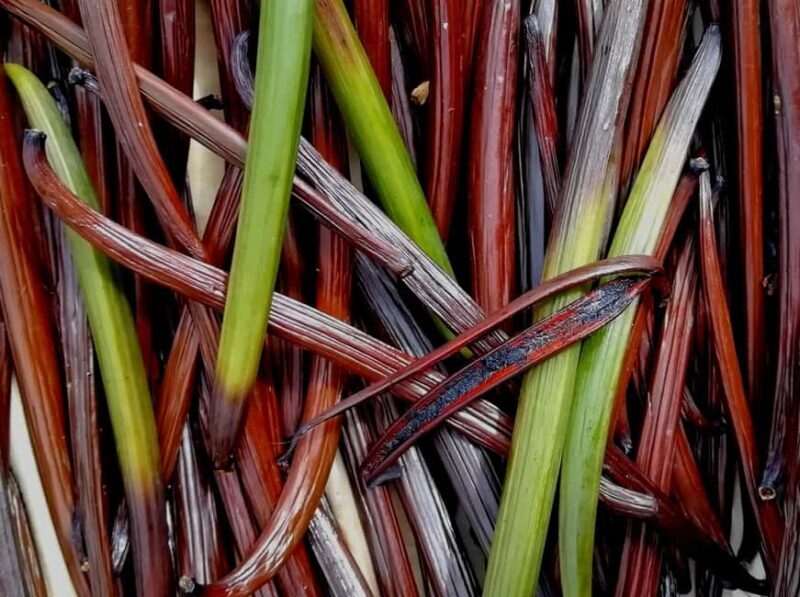 Tenerife: Discover the only vanilla cultivation in Canaries - FAQs