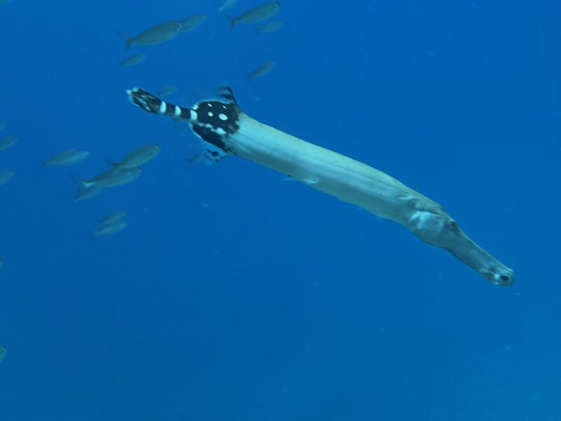 Tenerife : Diving License international in one day - Introduction to the Tenerife Diving License Experience