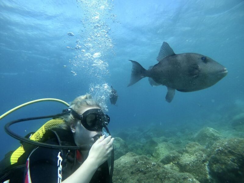 Tenerife : Diving License international in one day - The Beauty of Abades Beach and Underwater Encounters