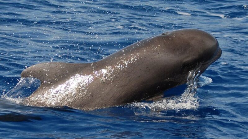 Tenerife: Eco-Yacht Whale and Dolphin Watching and Swimming - The Experience in Detail