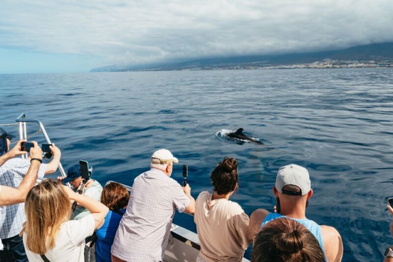 Tenerife: Eco-Yacht Whale and Dolphin Watching and Swimming - FAQ