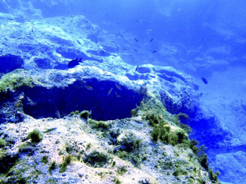 Tenerife Exclusive Snorkeling Trip with Marine Biologist - Who Will Love This Tour?