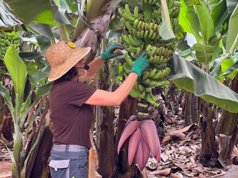 Tenerife: Finca Las Margaritas Banana Plantation Experience - Frequently Asked Questions