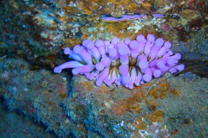 Tenerife First Time Scuba Dive  Turtle Habitat, Small Groups - The Itinerary: What to Expect