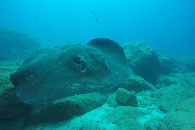 Tenerife First Time Scuba Dive  Turtle Habitat, Small Groups - Who Will Love This Experience?