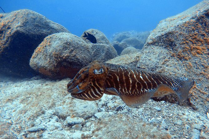 Tenerife First Time Scuba Dive  Turtle Habitat, Small Groups - Practical Details: What You Need to Know