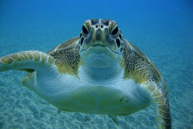 Tenerife First Time Scuba Dive  Turtle Habitat, Small Groups - FAQs