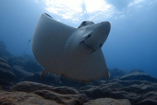 Tenerife First Time Scuba Dive  Turtle Habitat, Small Groups - Final Thoughts