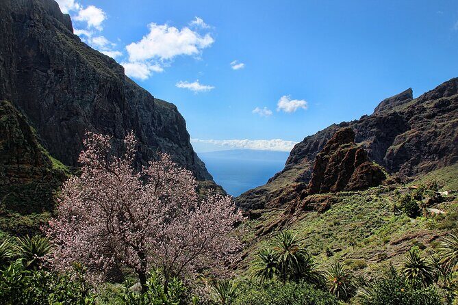 Tenerife Grand Tour: including Teide National Park and Masca - What Travelers Say: Authentic Insights from Reviews