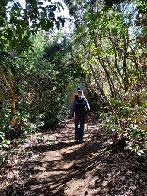 Tenerife: Guided hike in Anaga Rural Park - Authentic Experiences from Real Travelers