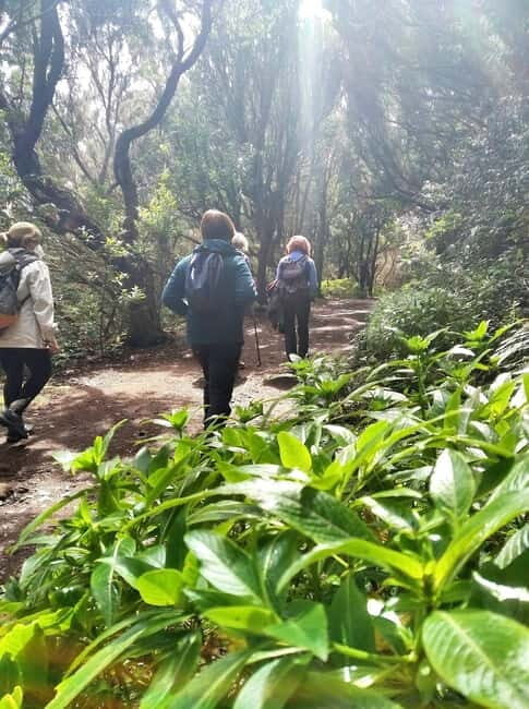 Tenerife: Guided hike in Anaga Rural Park - Who Will Love This Tour?