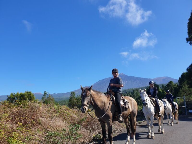 Tenerife: Guided Horseback Riding Tour to the Lomo Forest - Key Points