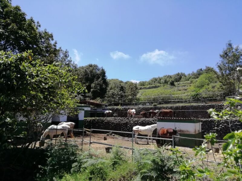 Tenerife: Guided Horseback Riding Tour to the Lomo Forest - Final Thoughts