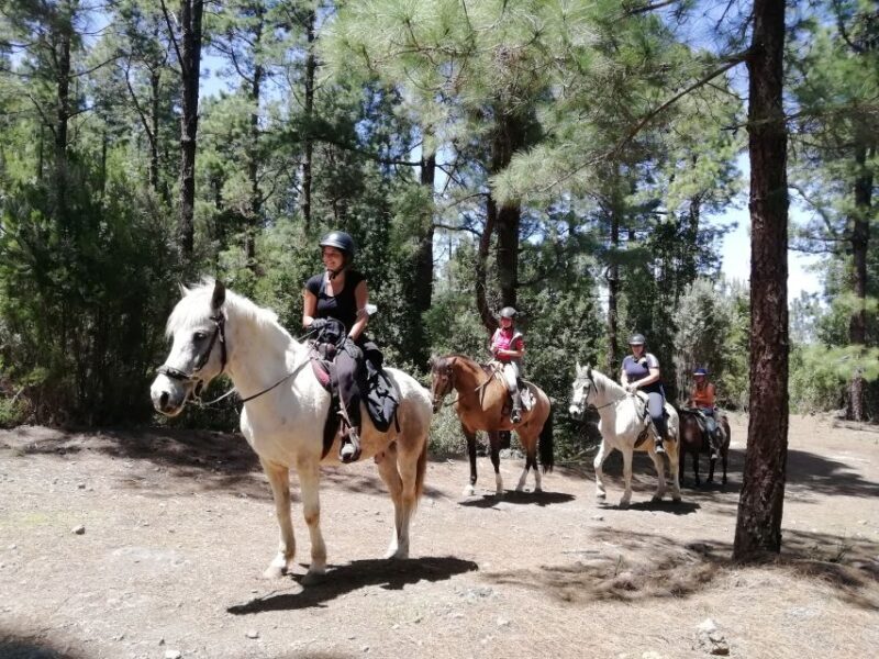 Tenerife: Guided Horseback Riding Tour to the Lomo Forest - Who This Tour Is Best For
