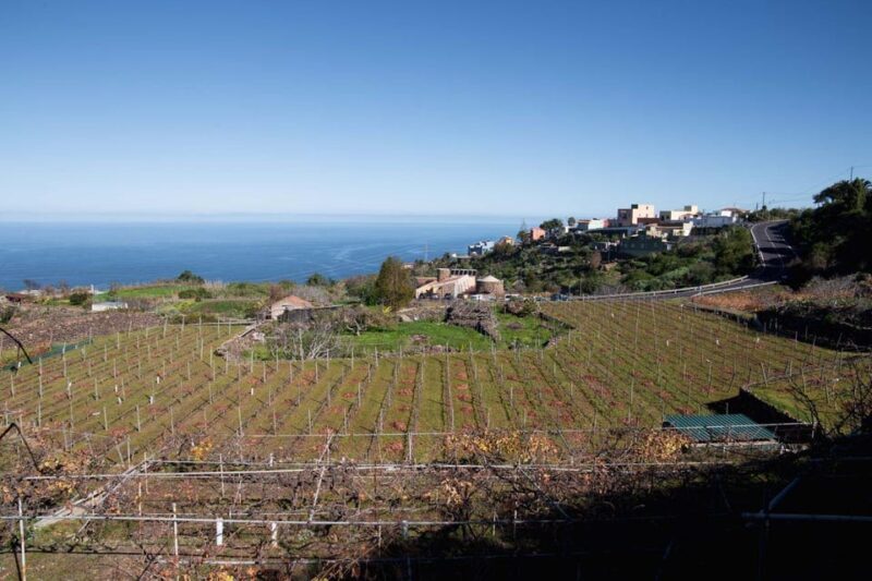 Tenerife: Guided tour with tasting of 6 wines - Who Would Love This Tour?