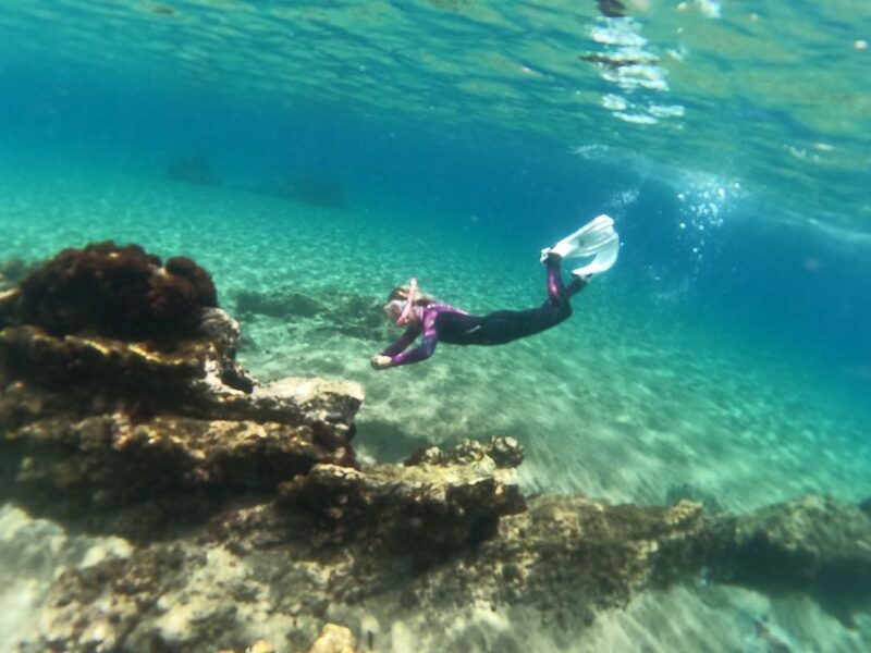 Tenerife: Half-Day Snorkeling Tour - Key Points