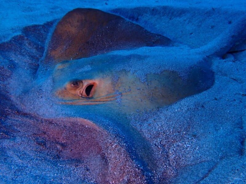 Tenerife: Half-Day Snorkeling Tour - Additional Options and Flexibility