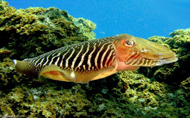 Tenerife: Half-Day Snorkeling Tour - FAQ