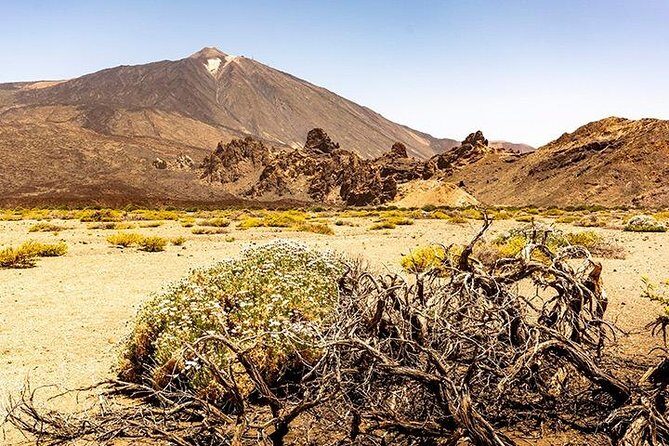 Tenerife Highlights Full-Day Tour - Final Verdict: Who Should Book This Tour?
