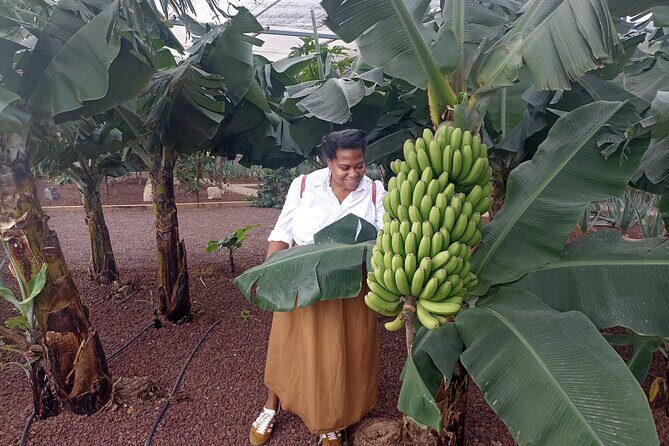 Tenerife Highlights VIP Custom Private Tour - photos included - What’s Included and What to Consider