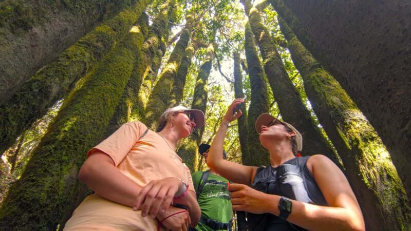 Tenerife: Hike Above Masca in Enchanted Forest with Pick-up - Key Points