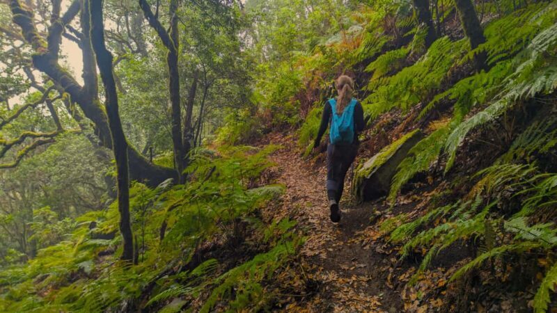 Tenerife: Hike Above Masca in Enchanted Forest with Pick-up - What to Expect from the Hike