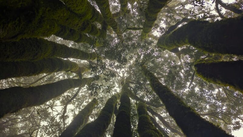 Tenerife: Hike Above Masca in Enchanted Forest with Pick-up - Practical Details & Tips