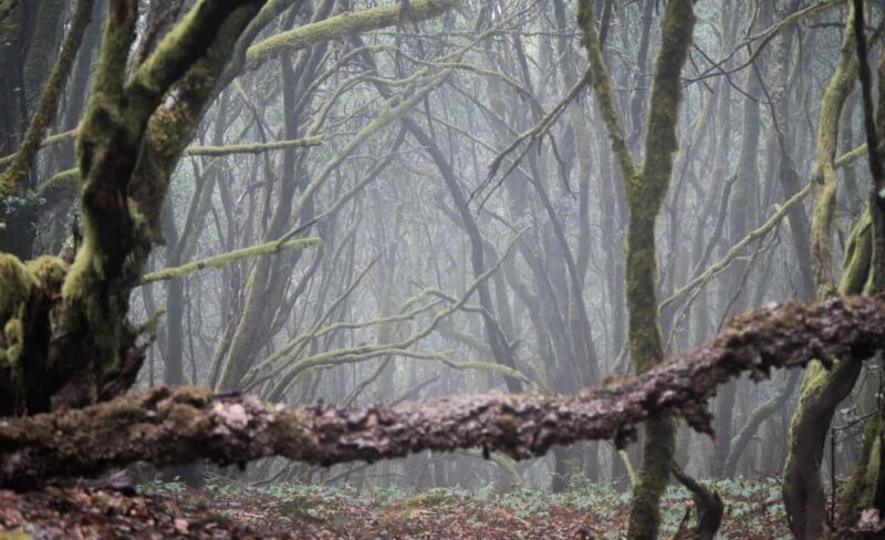 Tenerife: Hike Above Masca in Enchanted Forest with Pick-up - FAQs