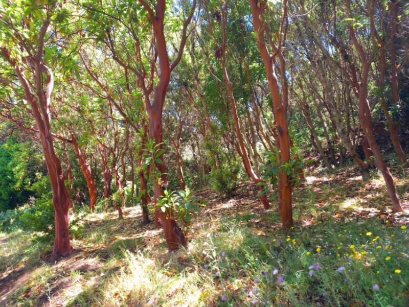 Tenerife: Hiking Above the Village of Masca - Who Will Love This Tour?
