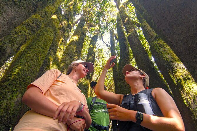 Tenerife: Hiking through Enchanted forest Above Masca with PICKUP - The Gentle Descent and Return