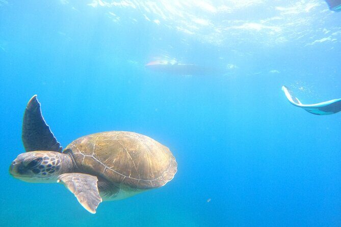 Tenerife: Kayak and snorkel with marine life safari - Price and Value