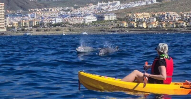 Tenerife: Kayak Safari and Snorkel in a Marine Reserve - The Experience in Detail
