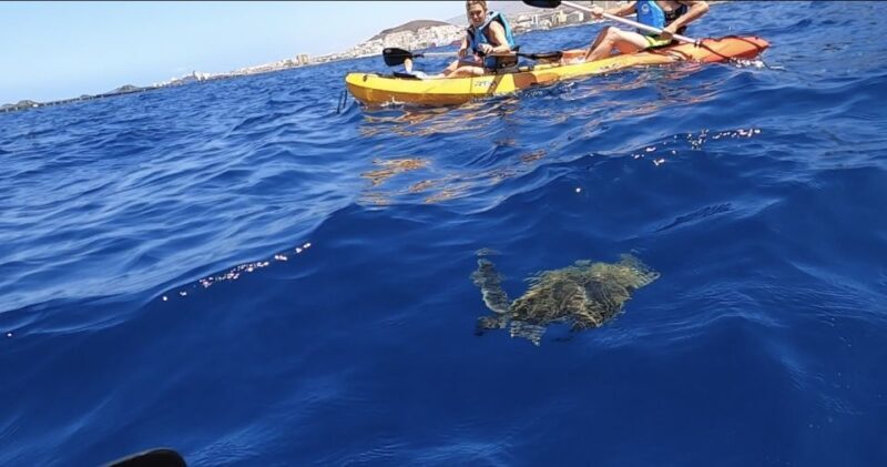 Tenerife: Kayak Safari and Snorkel in a Marine Reserve - Logistics and Practical Tips