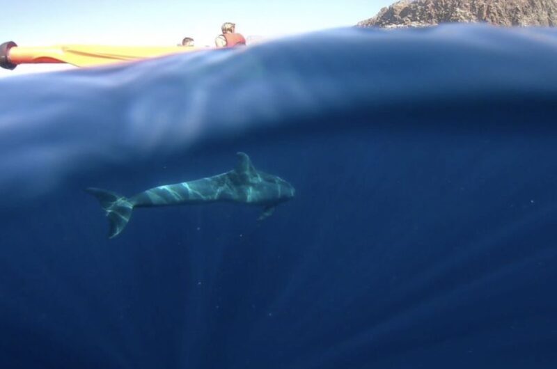 Tenerife: Kayak Safari and Snorkel in a Marine Reserve - FAQs