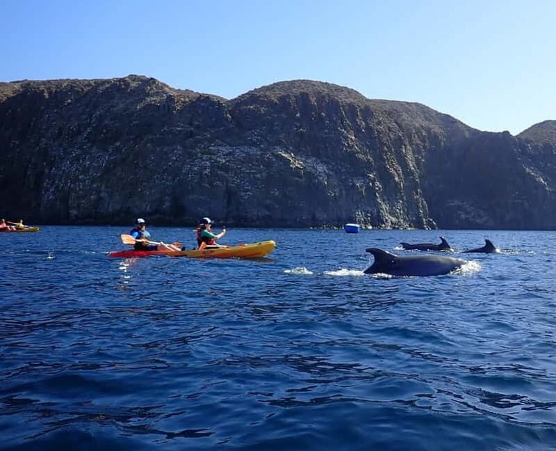 Tenerife: Kayak Sea Safari with Snorkel and Snacks - Key Points