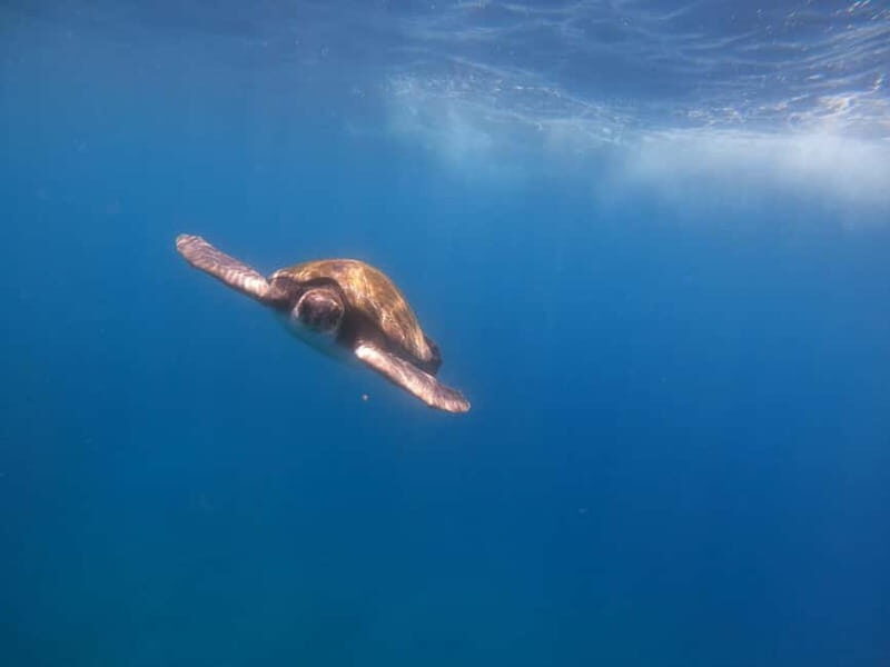 Tenerife: Kayak Sea Safari with Snorkel and Snacks - Who Should Consider This Tour?