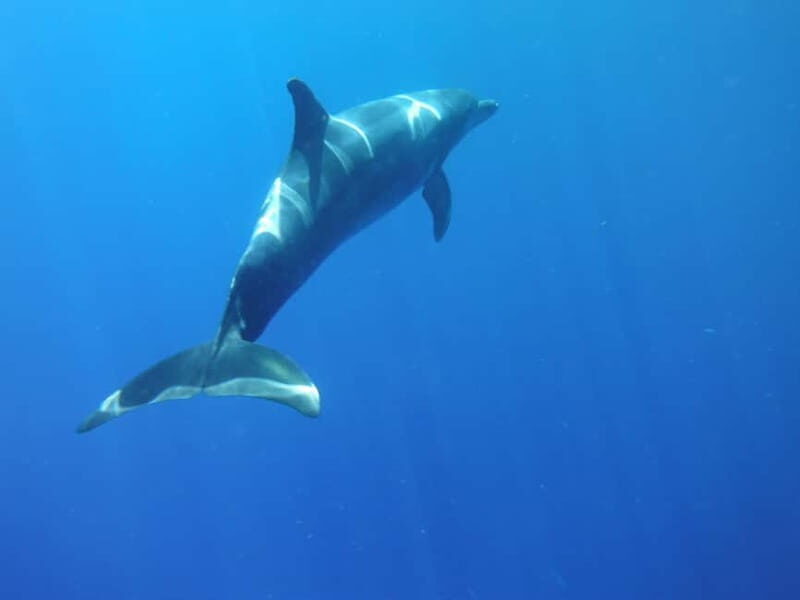 Tenerife: Kayak & Snorkel with Local Fauna, Photos Included - The Equipment and Safety