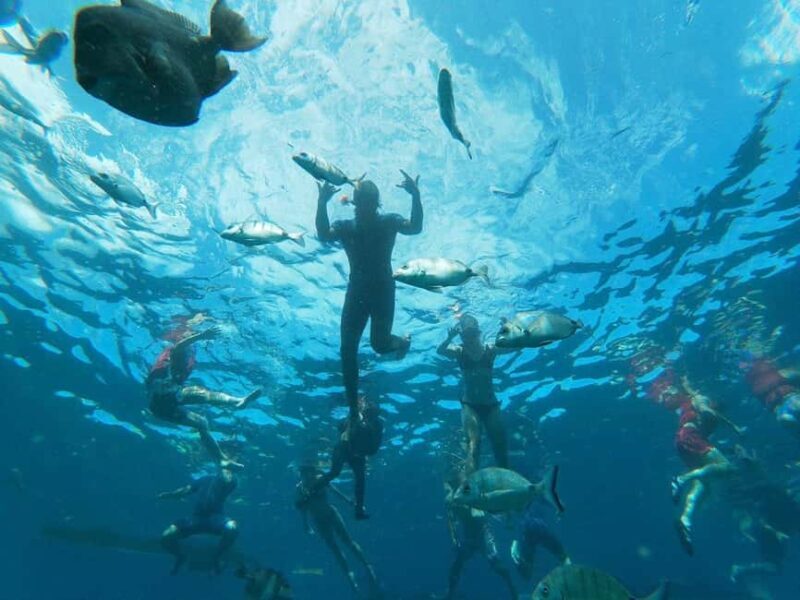 Tenerife: Kayak & Snorkeling, Marine Fauna Watching - Introduction to the Experience