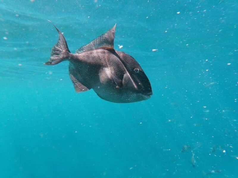 Tenerife: Kayak & Snorkeling, Marine Fauna Watching - Who Will Enjoy This Tour?