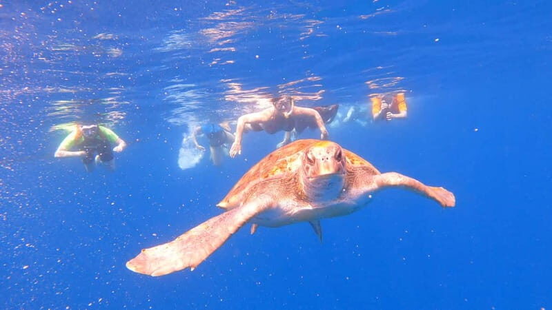 Tenerife: Kayak Tour with Animals and Underwater Scooters - Value for Money and Practical Details