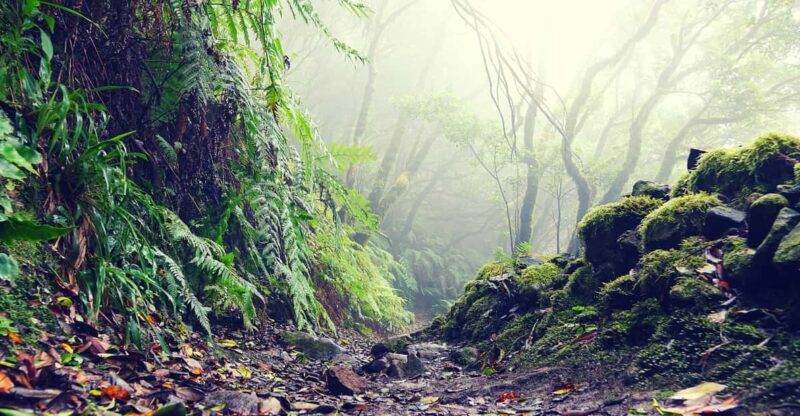 Tenerife: La Laguna & Anaga hike - Exploring Tenerife’s Natural Beauty: The Anaga Mountains Hike