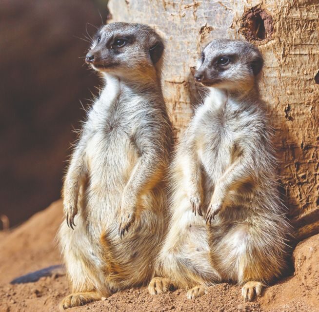 Tenerife: Loro Parque Entry Ticket - Frequently Asked Questions