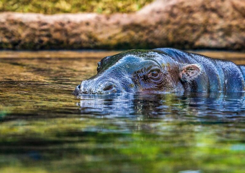 Tenerife: Loro Parque Entry Ticket - Final Thoughts