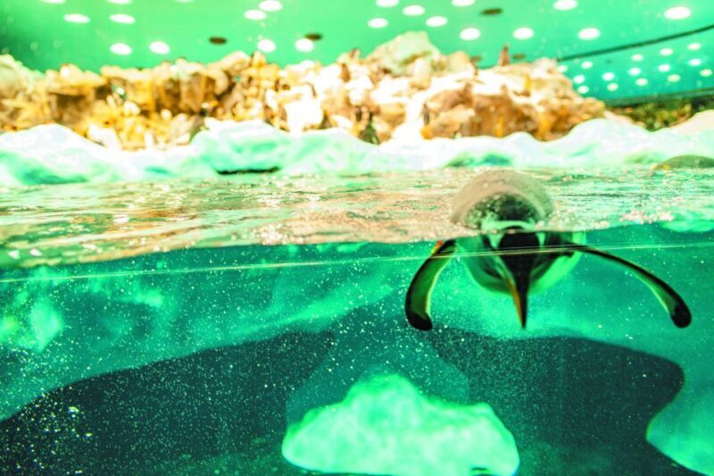 Tenerife: Loro Parque & Siam Park Entry Ticket with Transfer - The Parks — What to Expect