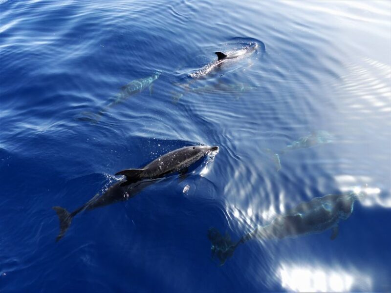 Tenerife: Los Gigantes Whale Watching Cruise by Sail Boat - Key Points